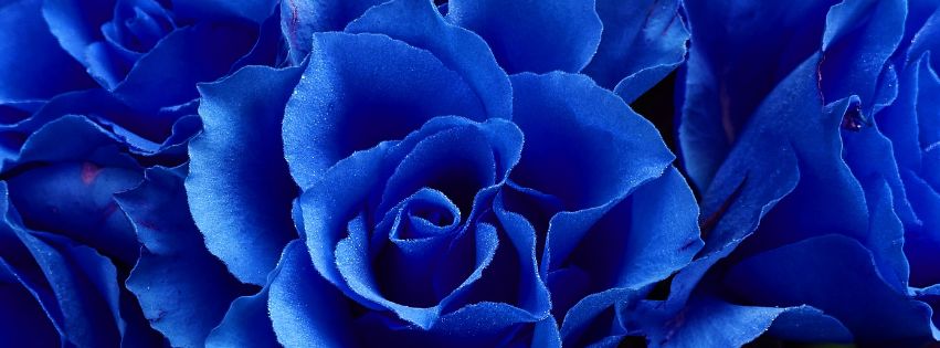 Flowers & Pearls – Zeta Phi Beta Sorority, Incorporated